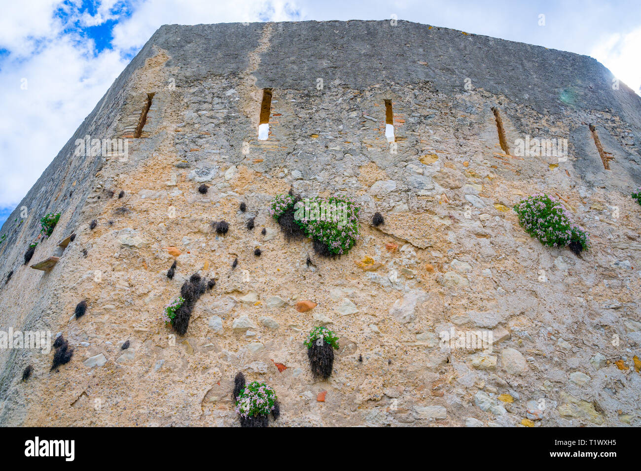 Flowers on the wall. Medieval city ruins. Castle and city walls Stock ...