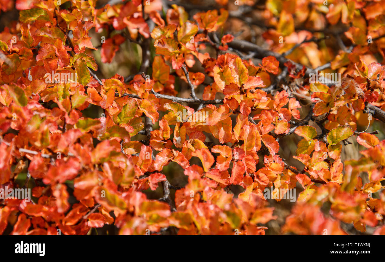 Colors at the beautiful Patagonia National Park, Aysen, Patagonia ...