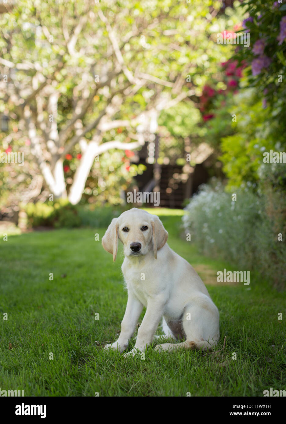 Young labrador retriever puppy outside in yard Stock Photo - Alamy