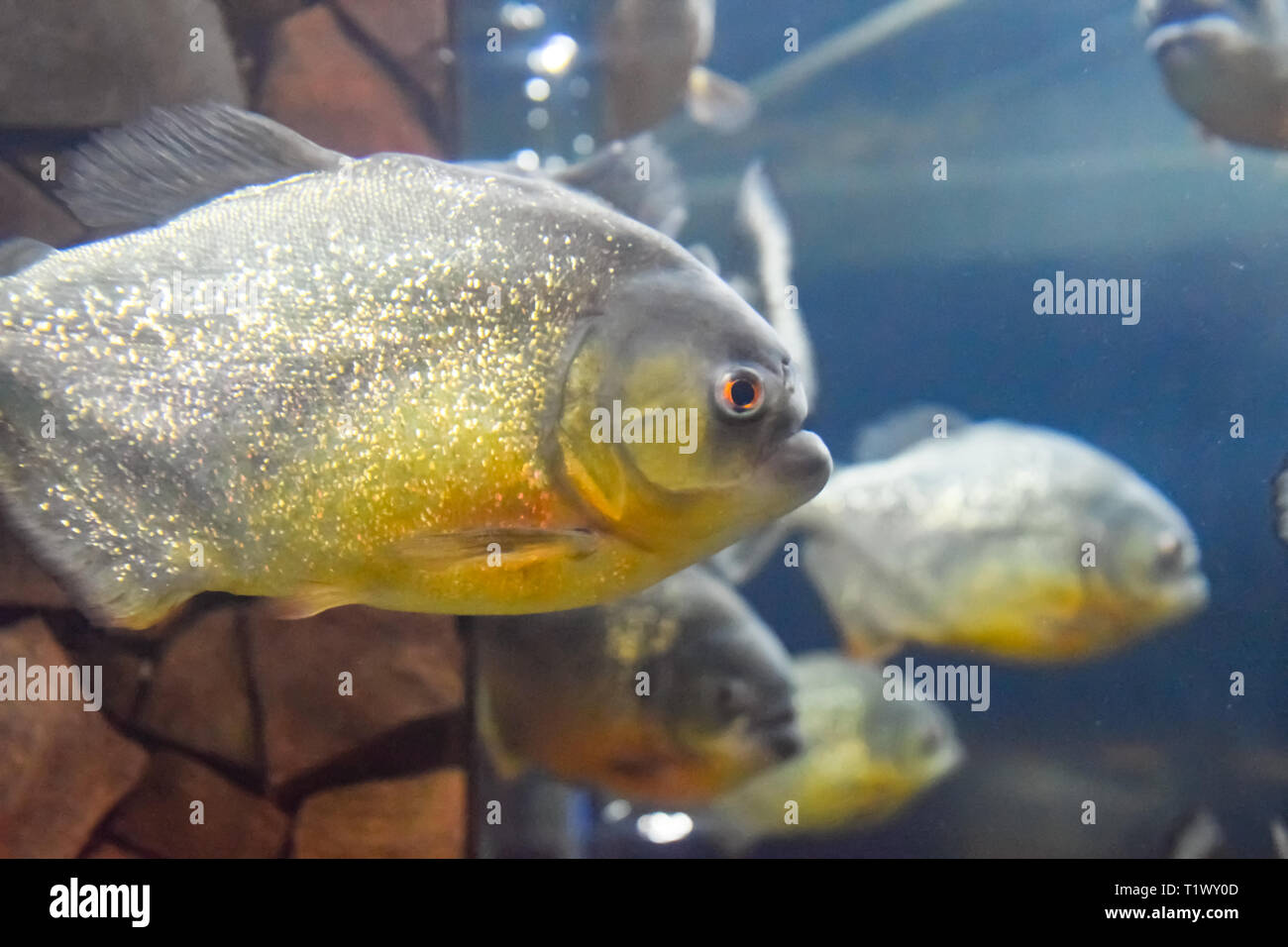 Red bellied piranha Pygocentrus nattereri, Wildlife animal Stock Photo ...