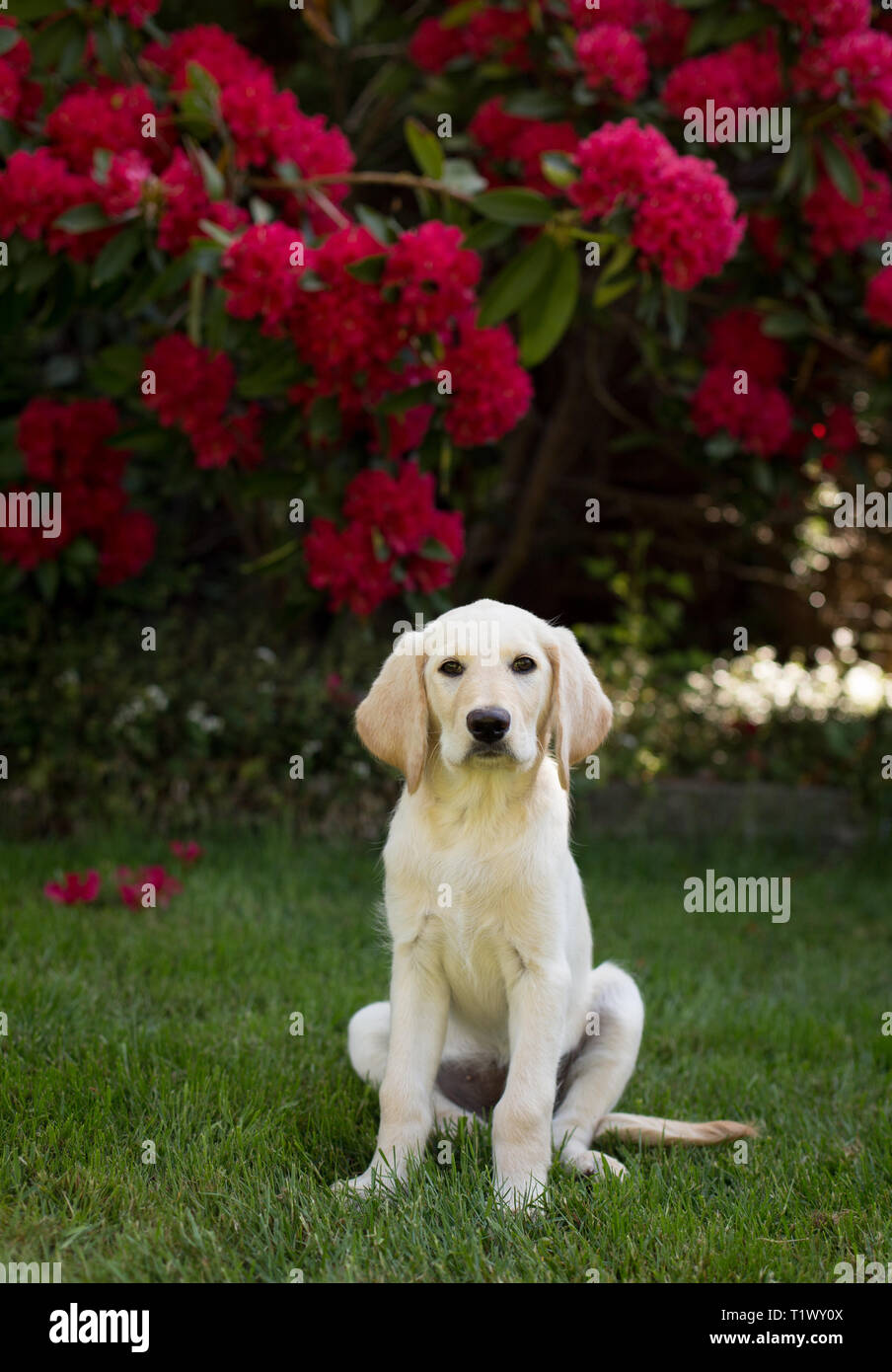 Young labrador retriever puppy outside in yard Stock Photo - Alamy