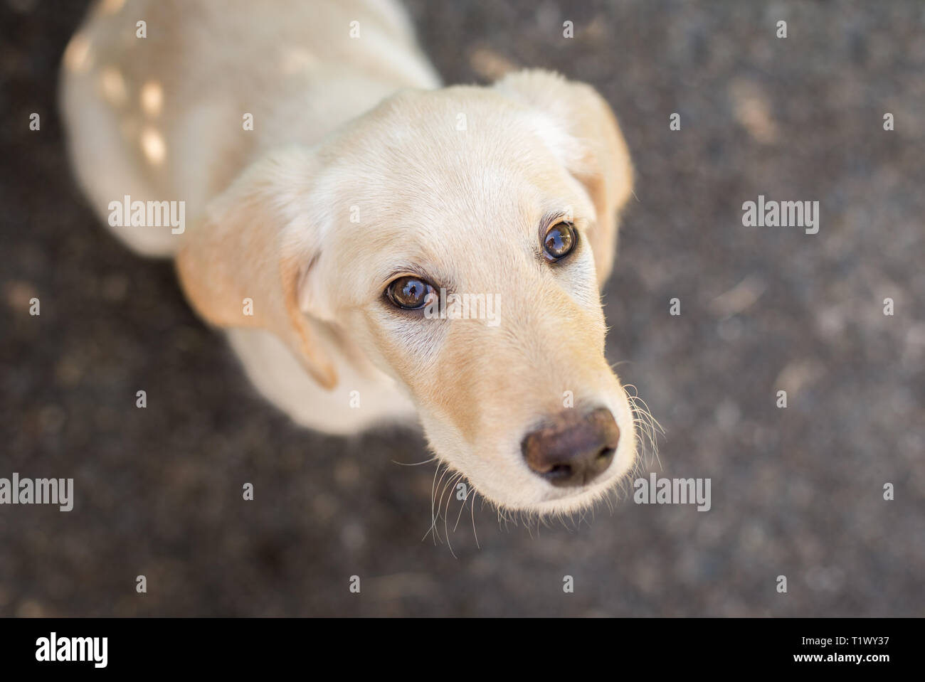 Adorable young labrador retriever puppy looking up Stock Photo - Alamy