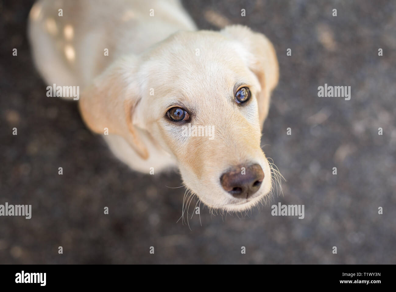 Cute yellow lab dog looking up Stock Photo - Alamy