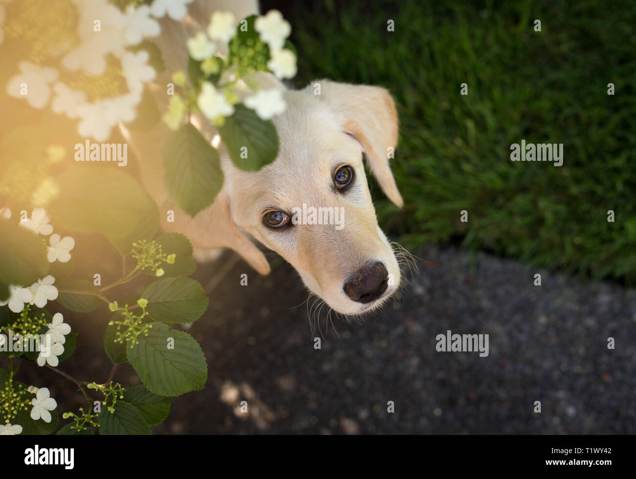 Labrador retriever cute puppy garden hi-res stock photography and ...
