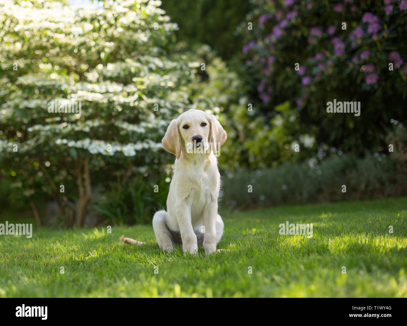 Young labrador retriever hi-res stock photography and images - Alamy