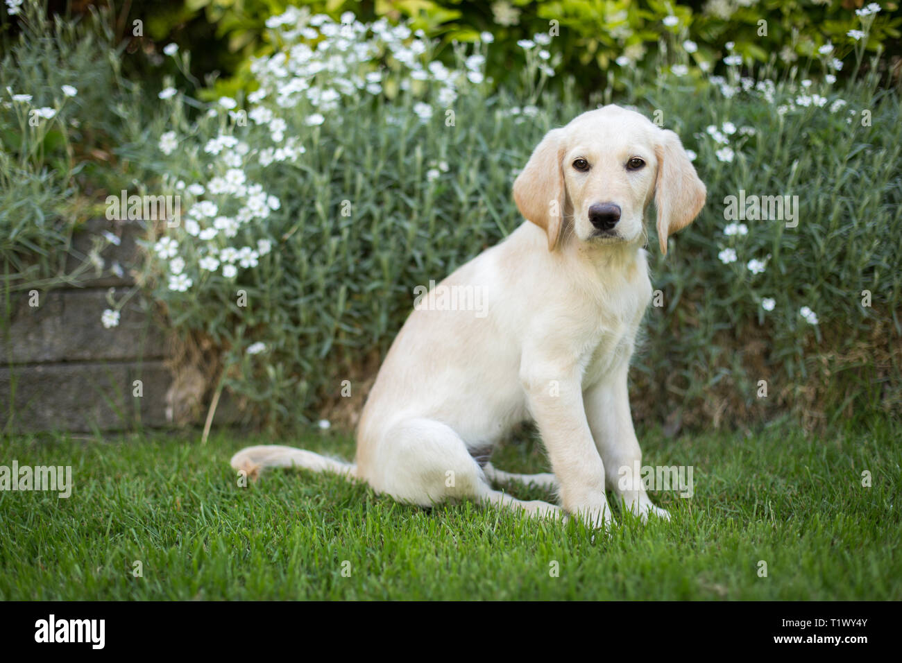 Can Labradors Live Outside
