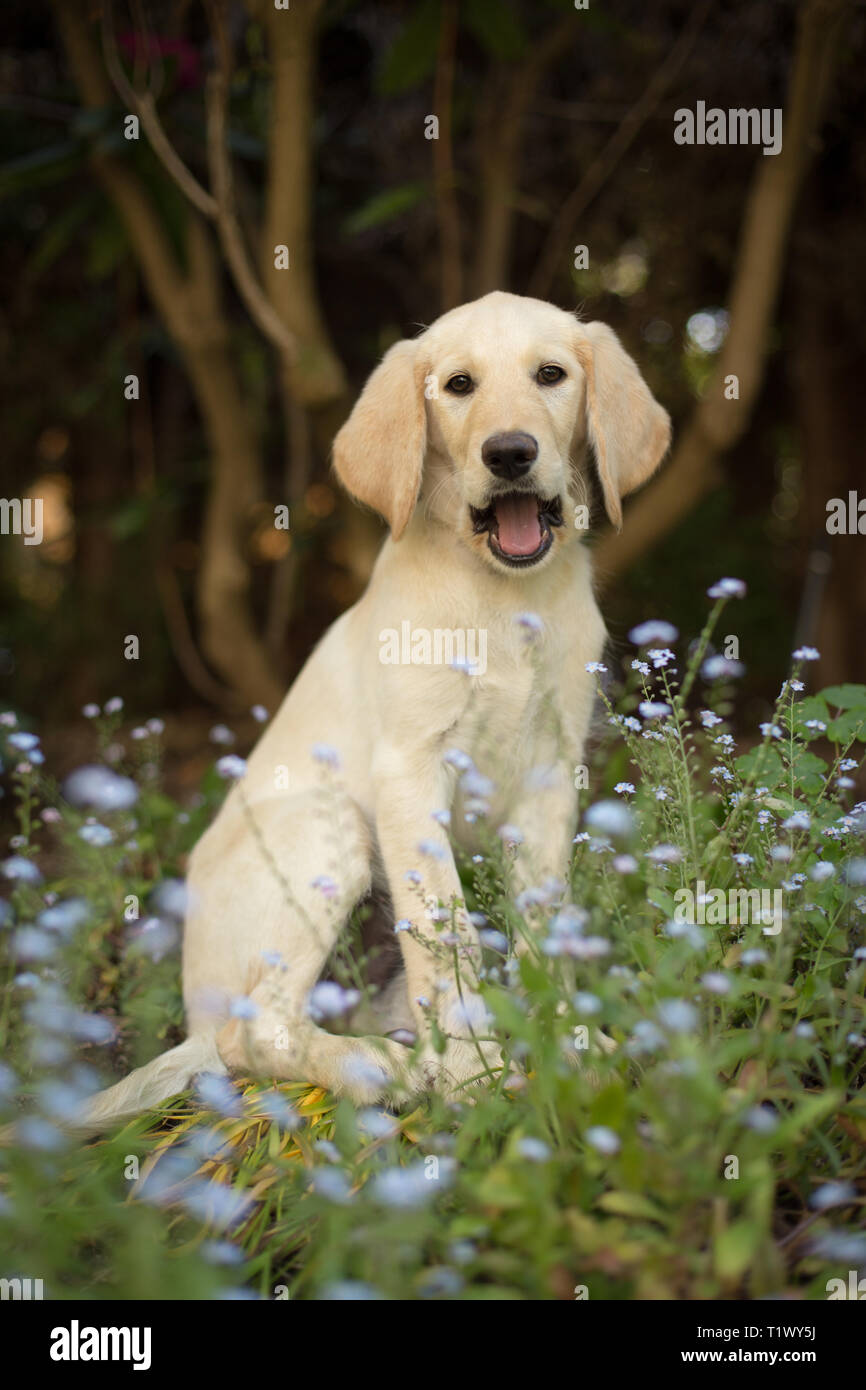 Small labrador retriever puppy sitting outside in garden yawning Stock ...