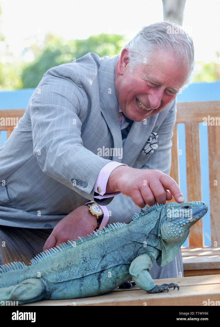 The Prince of Wales strokes a blue iguana called Peter at the Queen ...