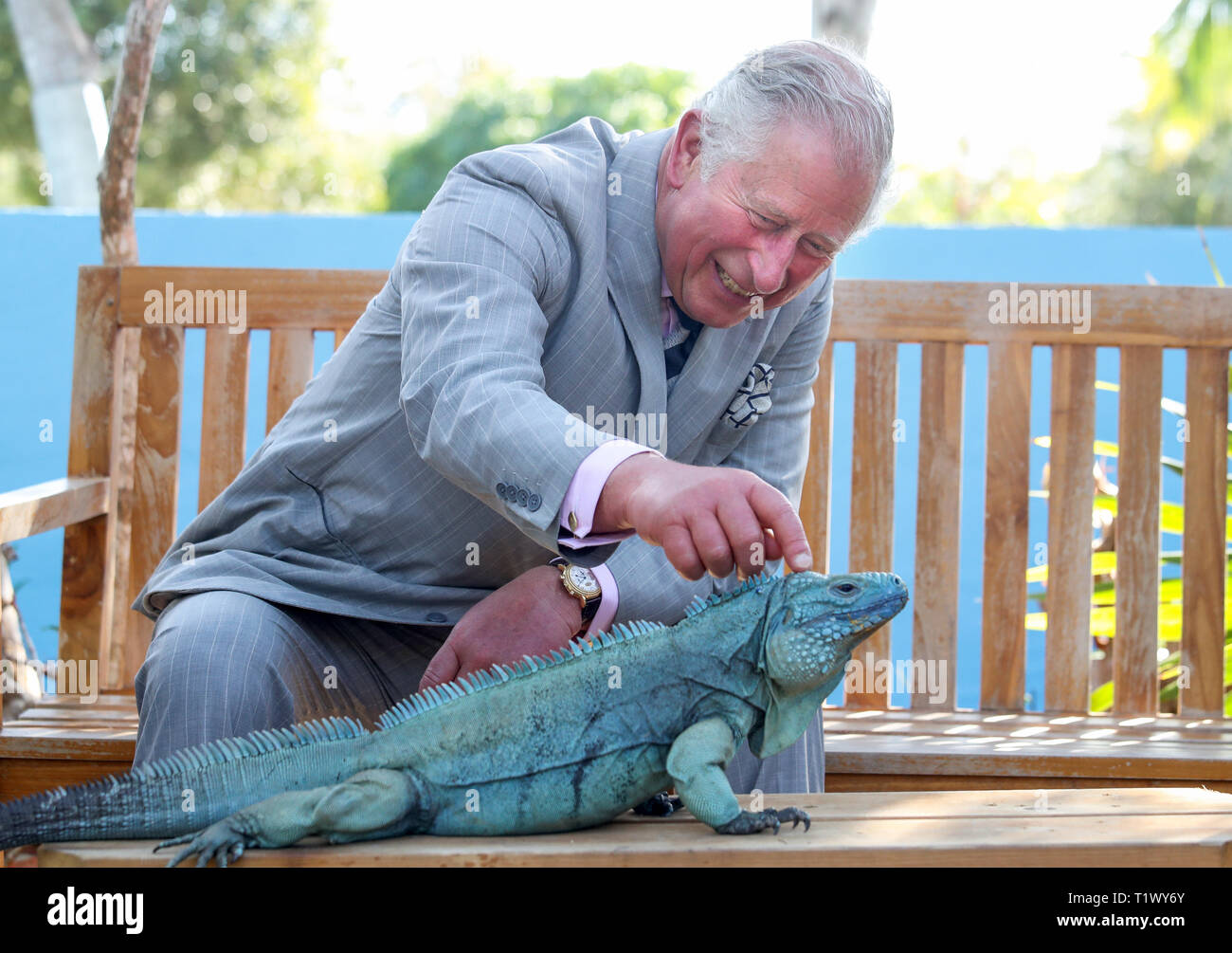 The Prince of Wales strokes a blue iguana called Peter at the Queen ...