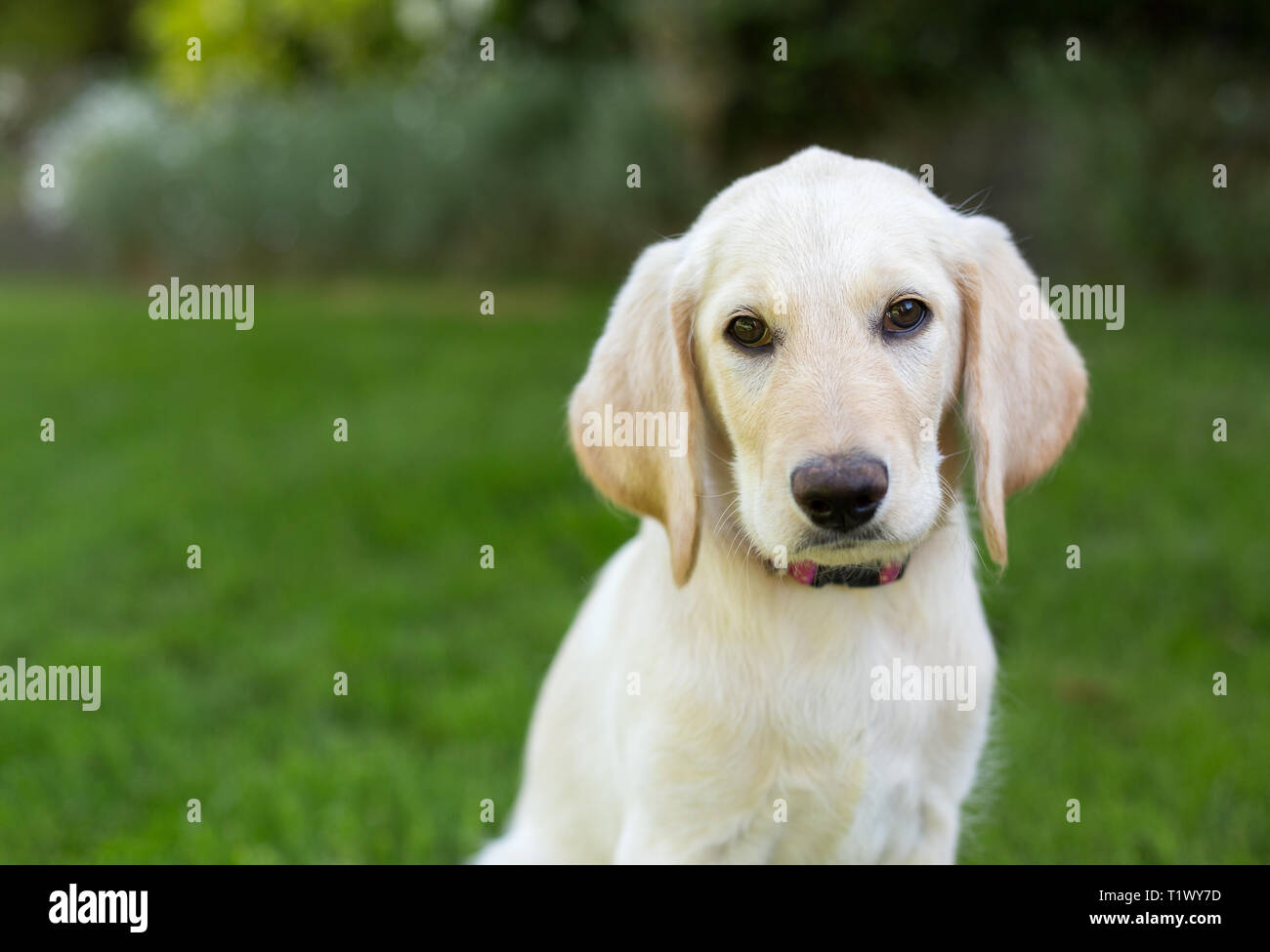 Young labrador retriever hi-res stock photography and images - Alamy