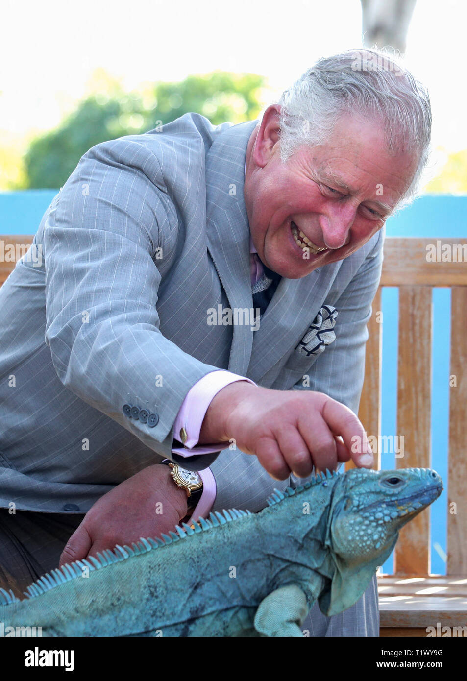 The Prince of Wales strokes a blue iguana called Peter at the Queen ...