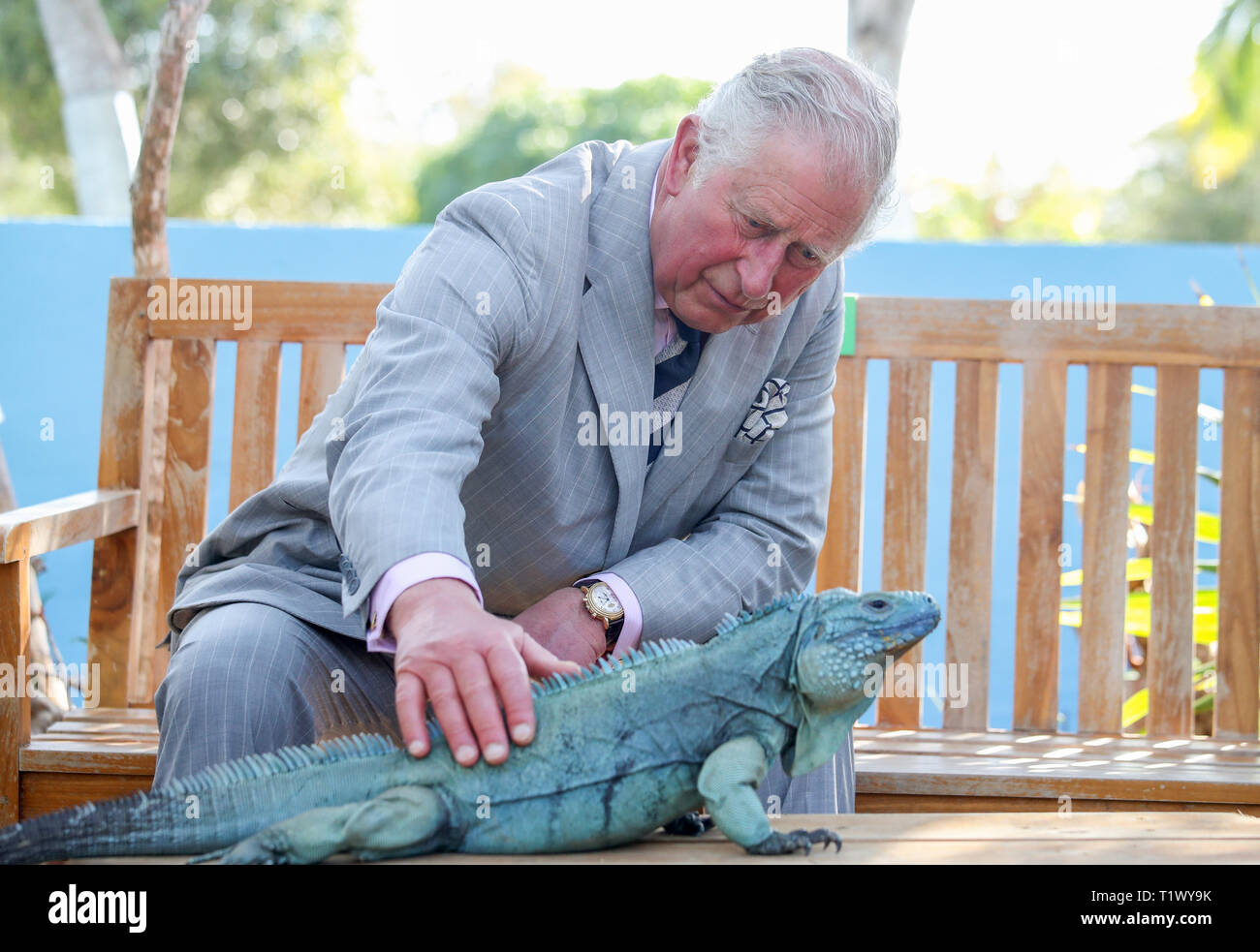 The Prince of Wales strokes a blue iguana called Peter at the Queen ...