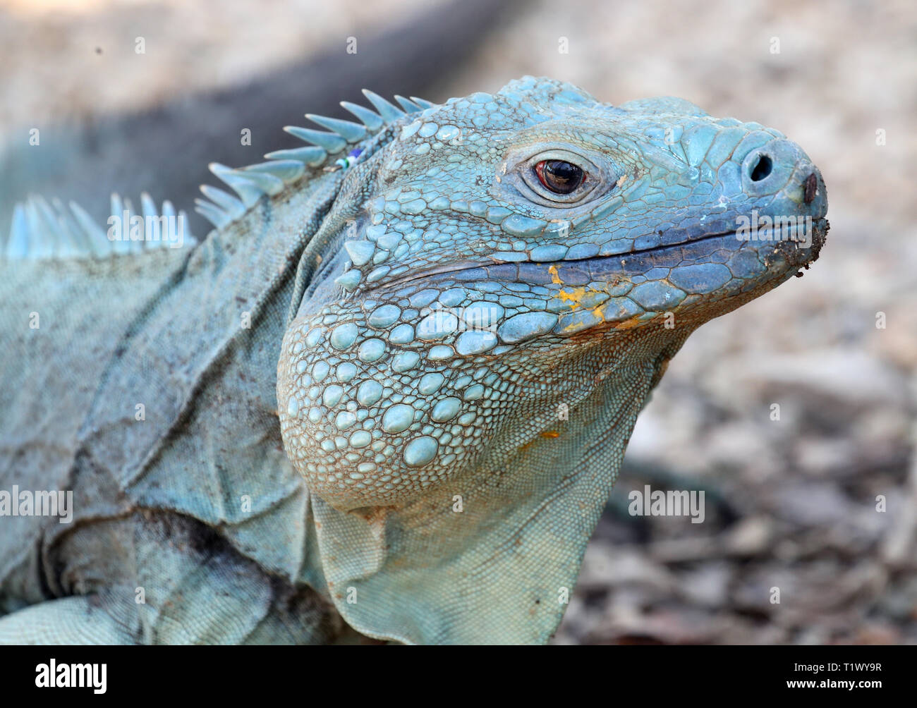 A blue iguana at the Queen Elizabeth II Royal Botanic Park at the Queen ...