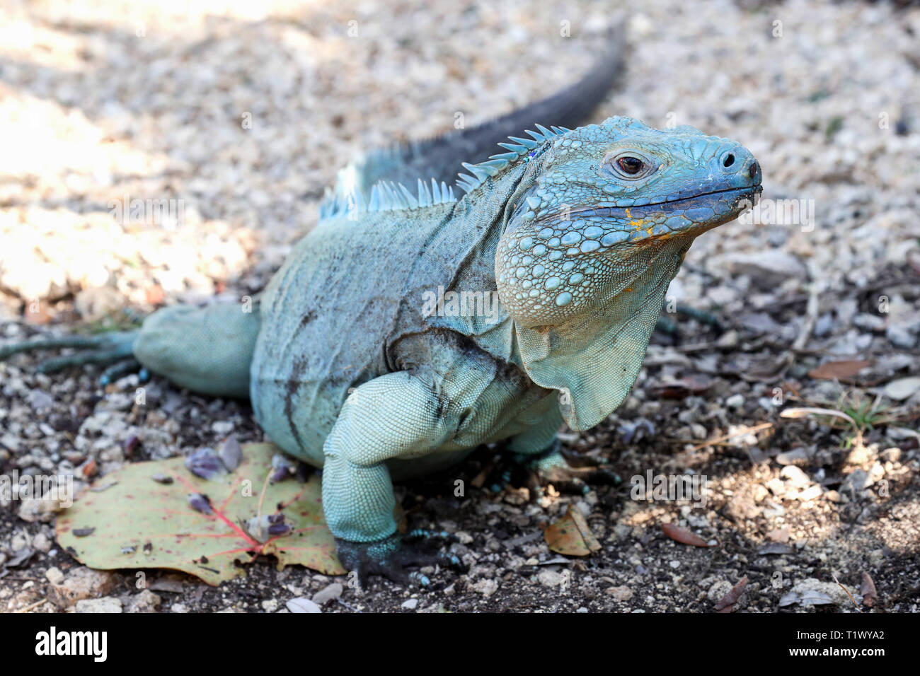 A blue iguana at the Queen Elizabeth II Royal Botanic Park at the Queen ...