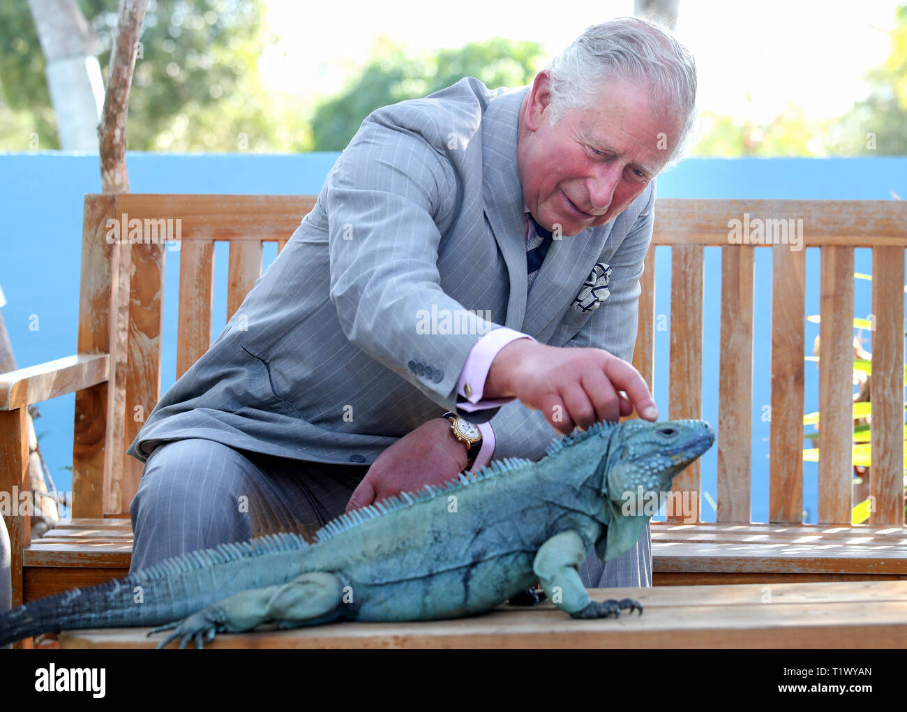 The Prince of Wales strokes a blue iguana called Peter at the Queen ...