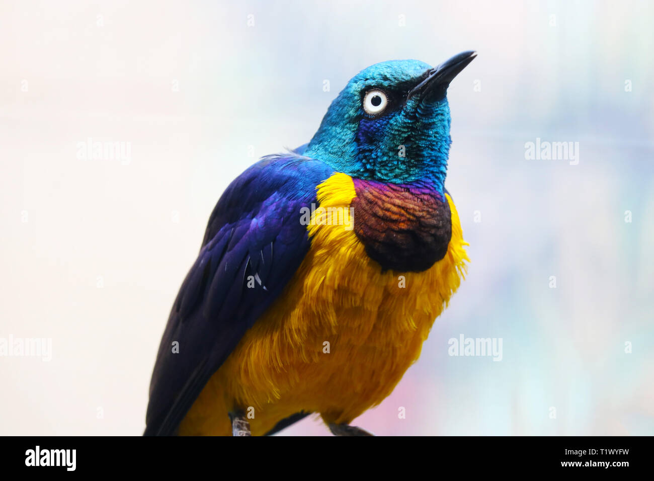 Shiny blue bird hi-res stock photography and images - Alamy