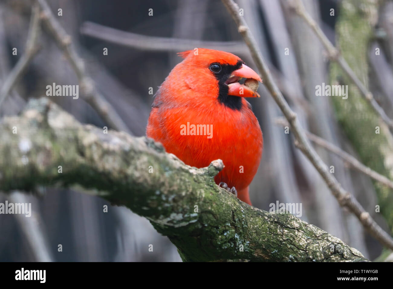 Piece seed hi-res stock photography and images - Alamy