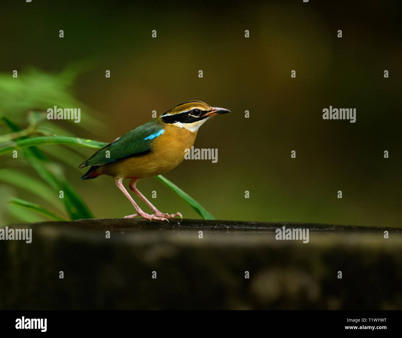 The Indian pitta is a sub-Himalayan bird that winters in Southern India ...