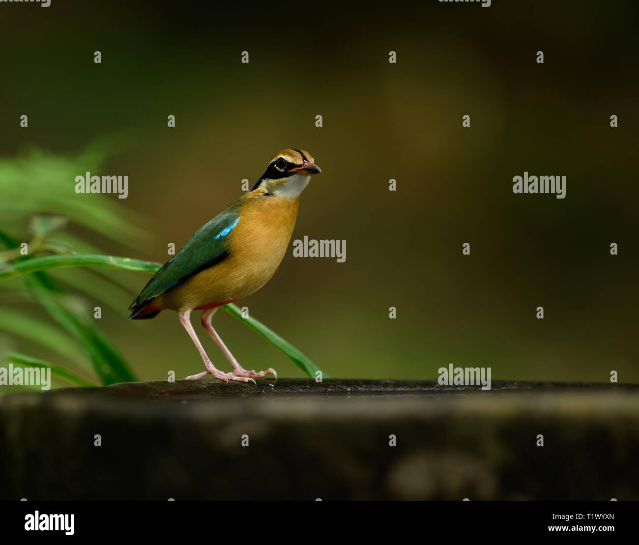 Indian pitta bird hi-res stock photography and images - Alamy