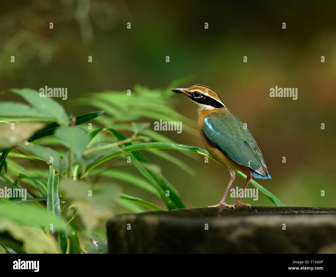 Indian pitta bird hi-res stock photography and images - Alamy