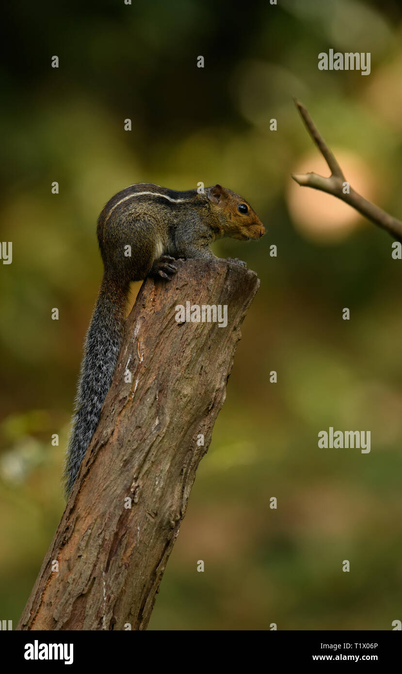 Funambulus palmarum scientific name of three-striped palm squirrel ...