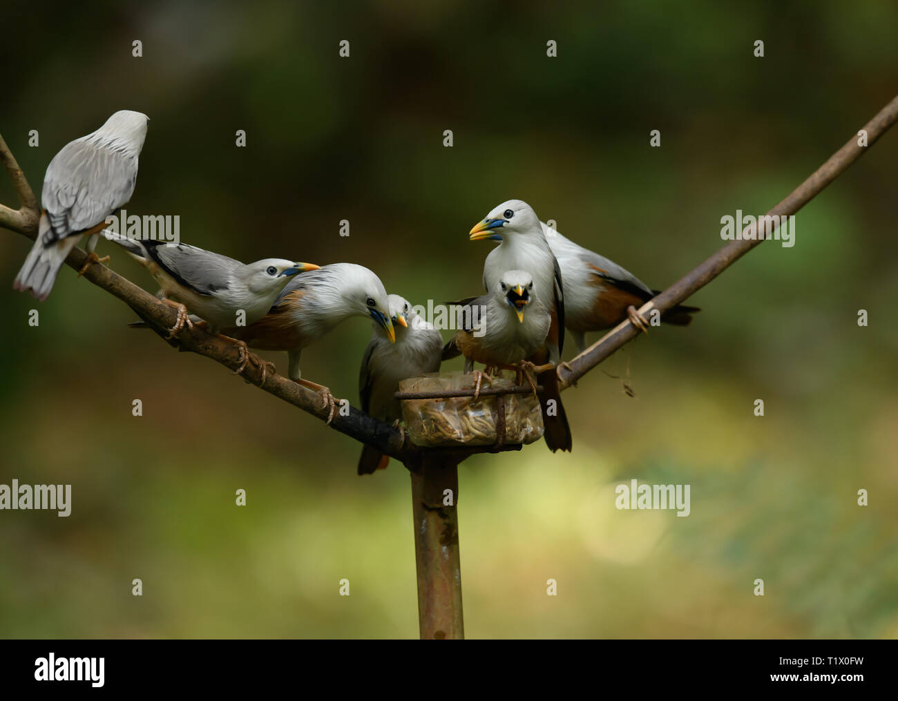 The chestnut-tailed starling or grey-headed myna is a member of the ...