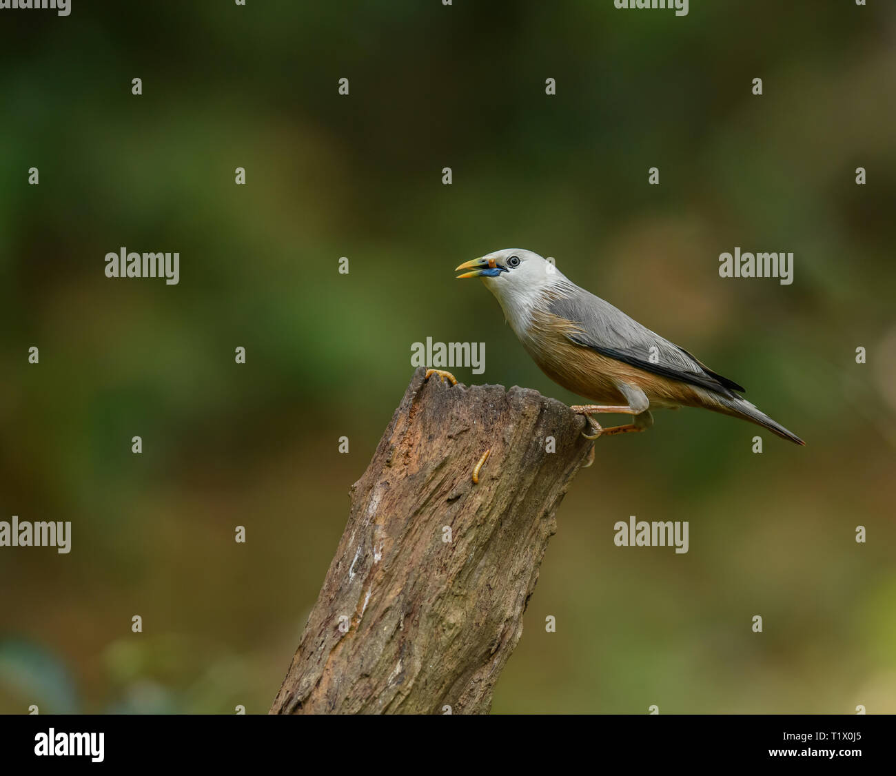The chestnut-tailed starling or grey-headed myna is a member of the ...