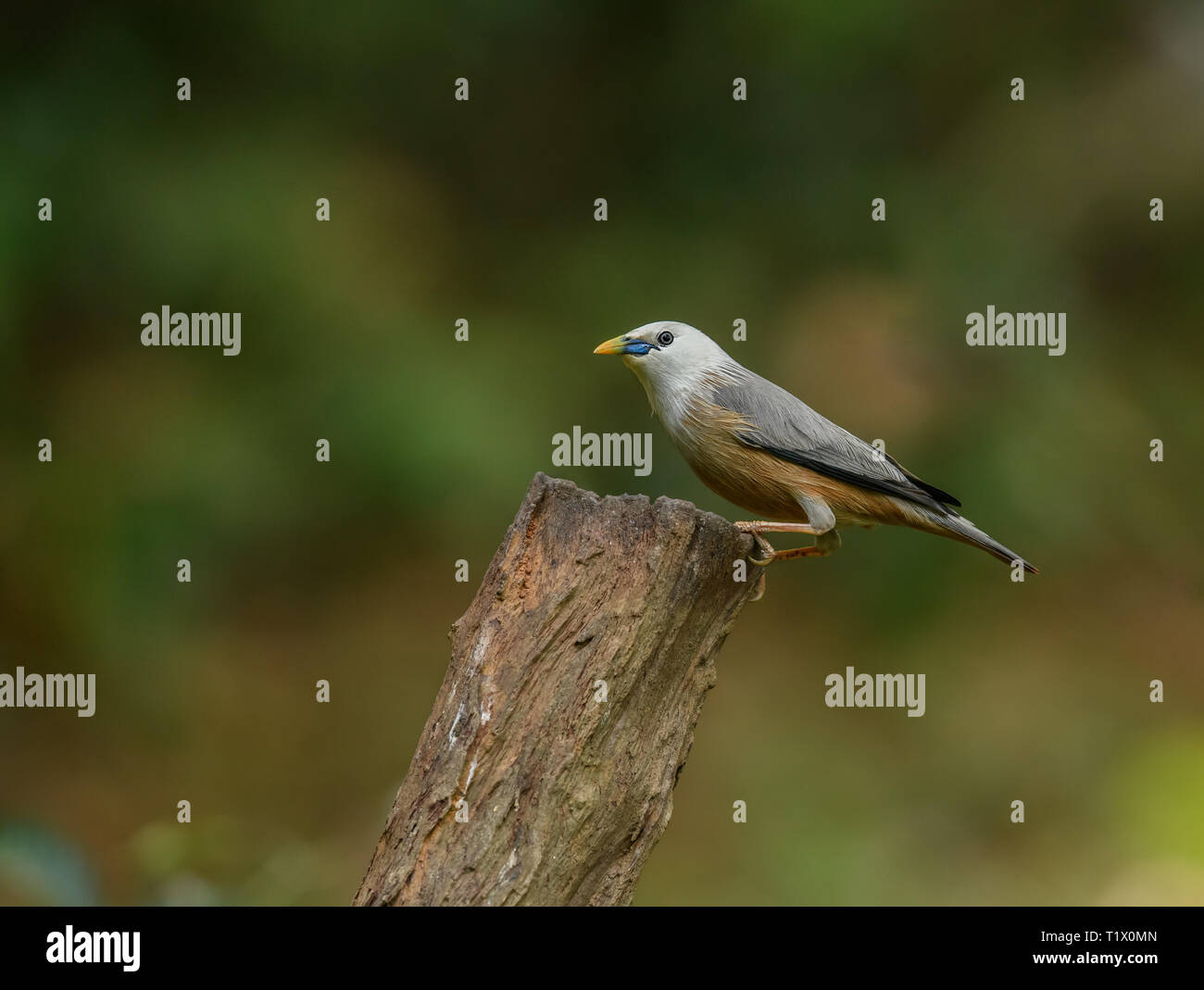 The chestnut-tailed starling or grey-headed myna is a member of the ...