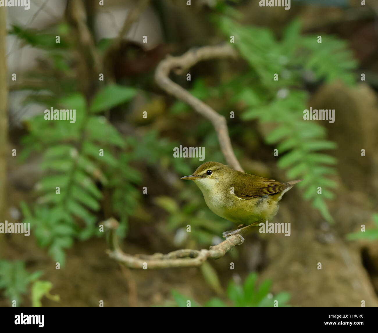 warbler ,Thattekad Bird Sanctuary, also known as Salim Ali Bird ...