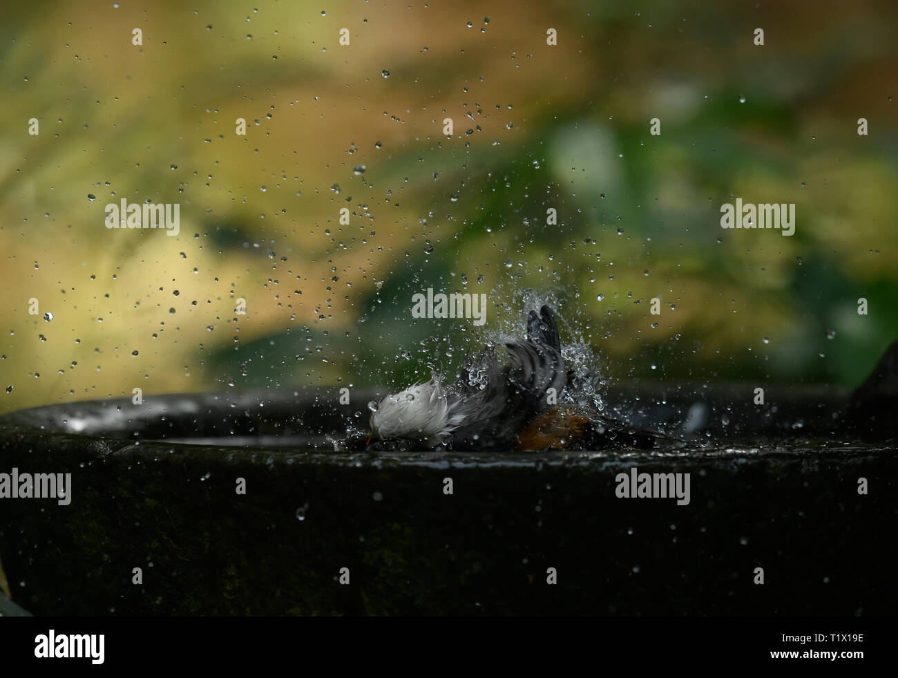 The chestnut-tailed starling or grey-headed myna is a member of the ...