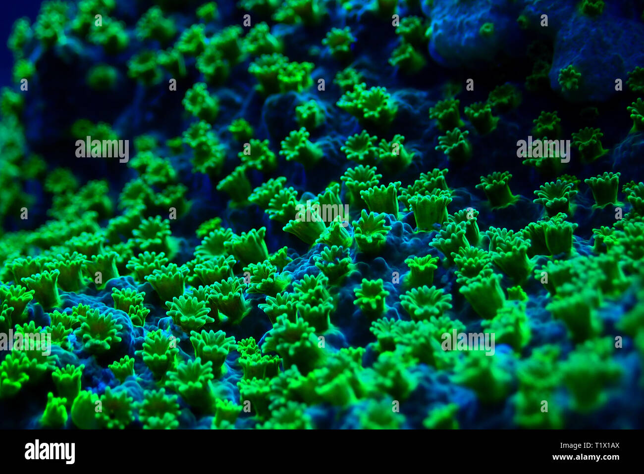 Green coral polyp hi-res stock photography and images - Alamy