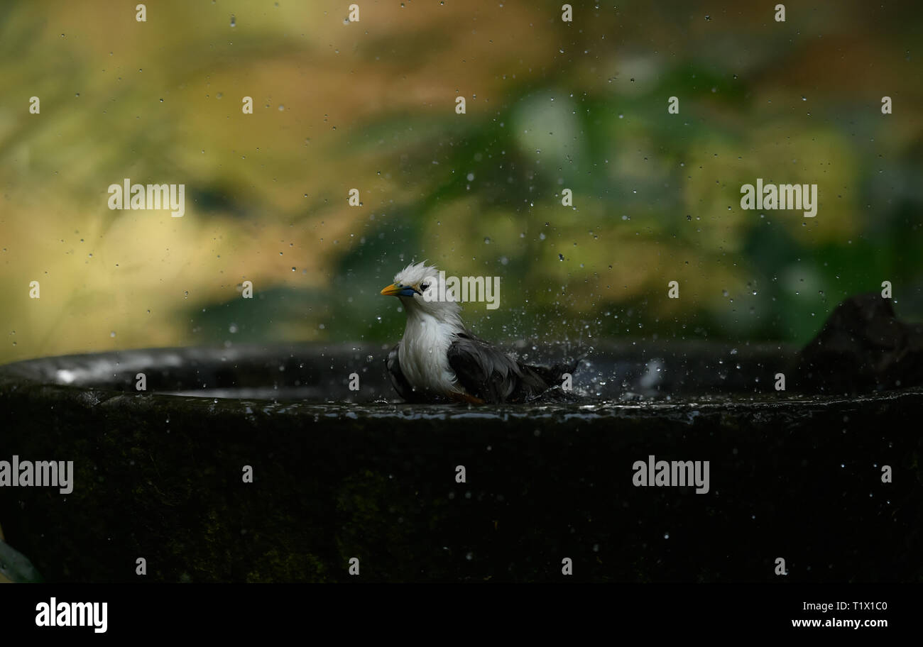 The chestnut-tailed starling or grey-headed myna is a member of the ...