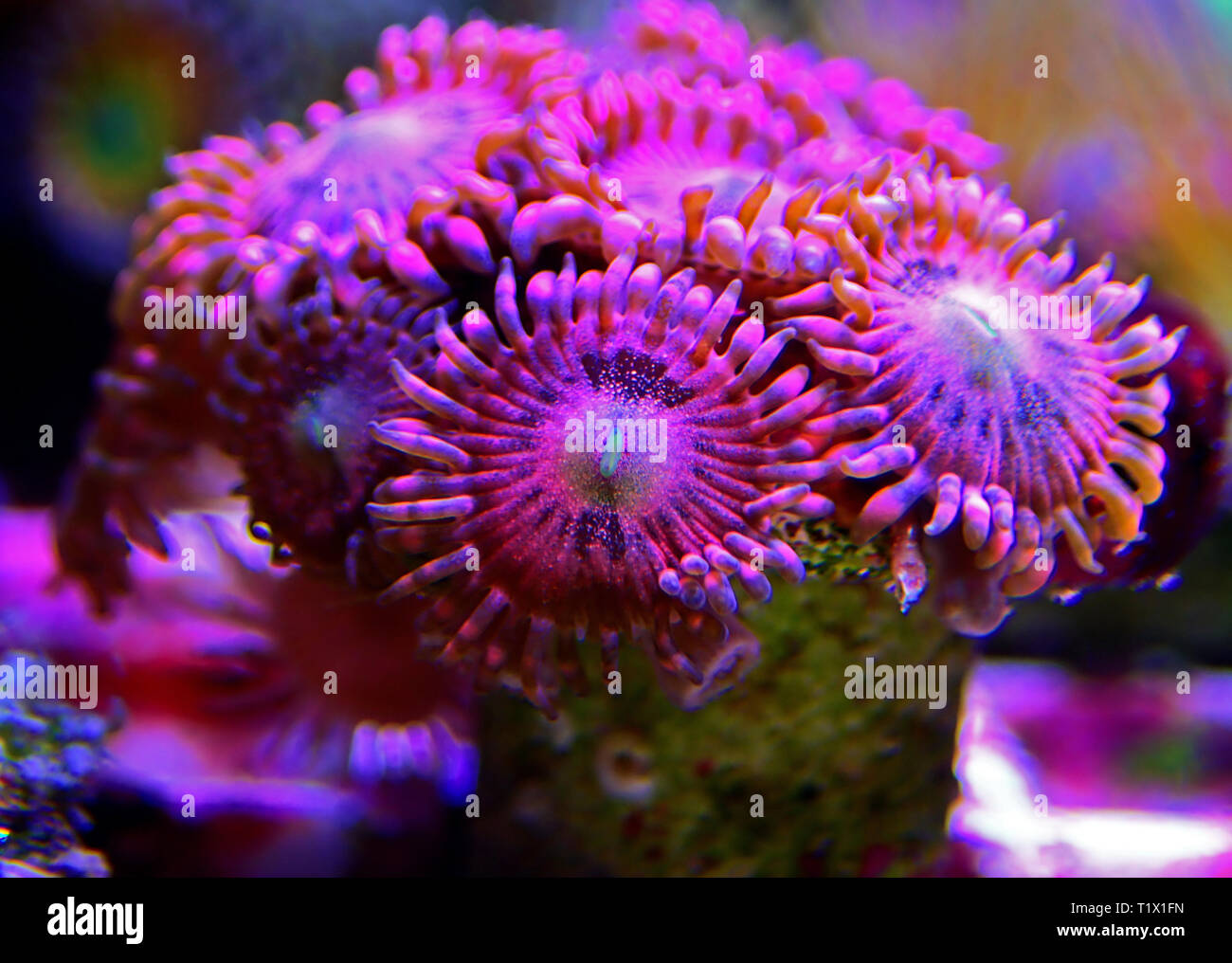 Stardust rose hi-res stock photography and images - Alamy