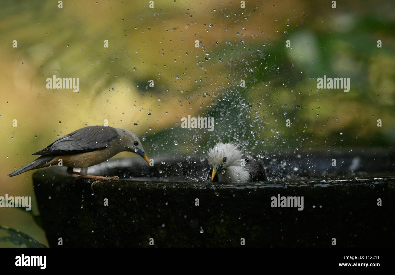 The chestnut-tailed starling or grey-headed myna is a member of the ...