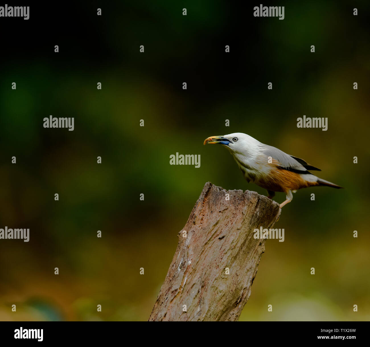 The chestnut-tailed starling or grey-headed myna is a member of the ...
