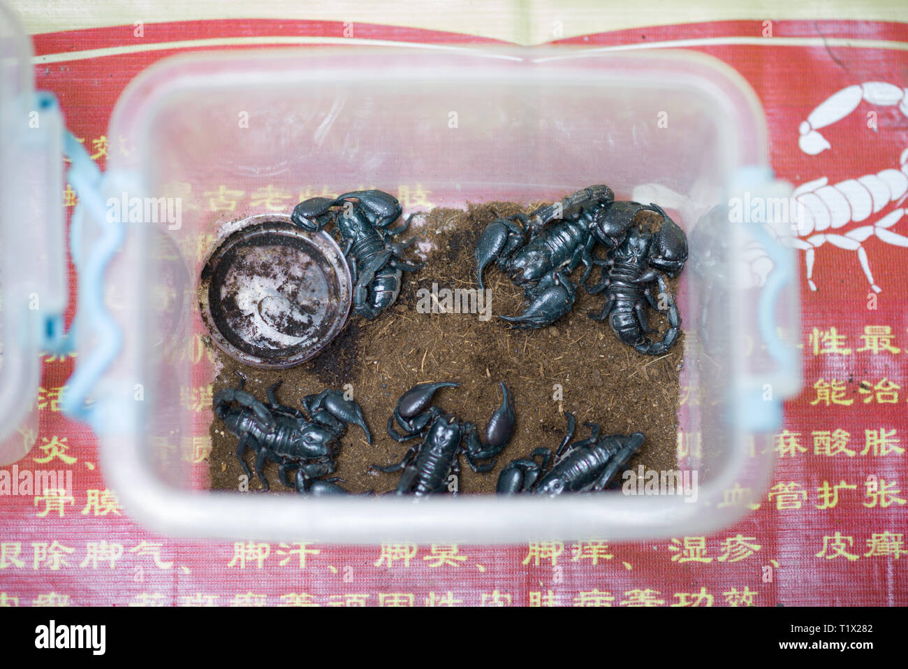 Some emperor scorpions, also called Pandinus imperator or giant forest ...