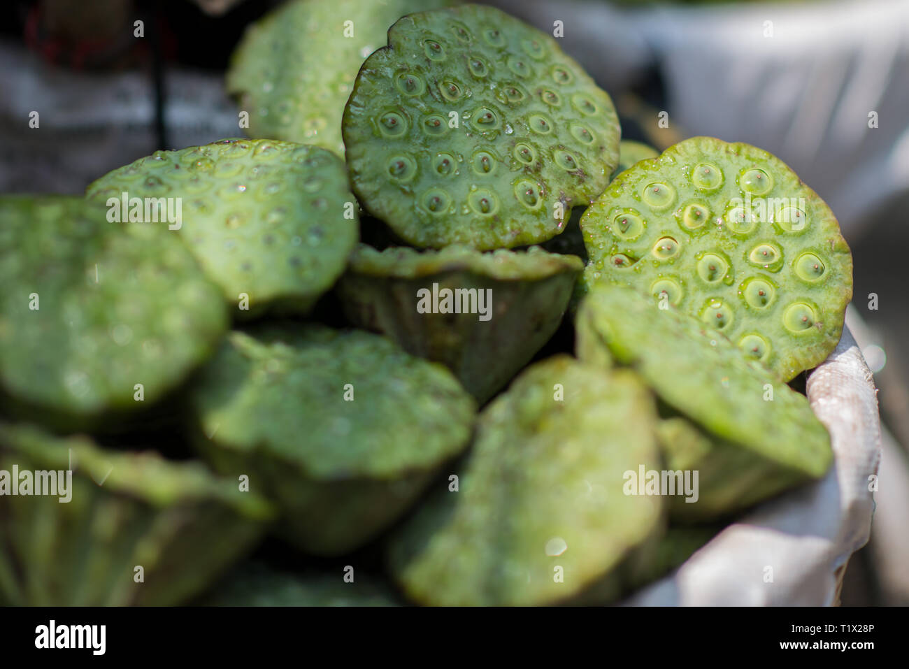 Closeup of fresh lotus fruits. Asiatic exotic fruits. Green and fresh ...