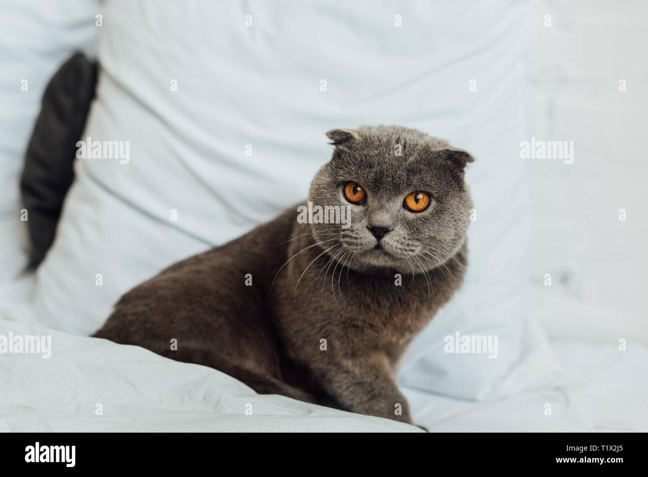 Scottish fold cat sitting hi-res stock photography and images - Alamy