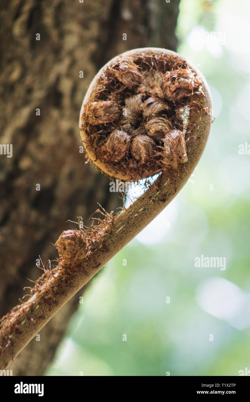 Punga fern hi-res stock photography and images - Alamy