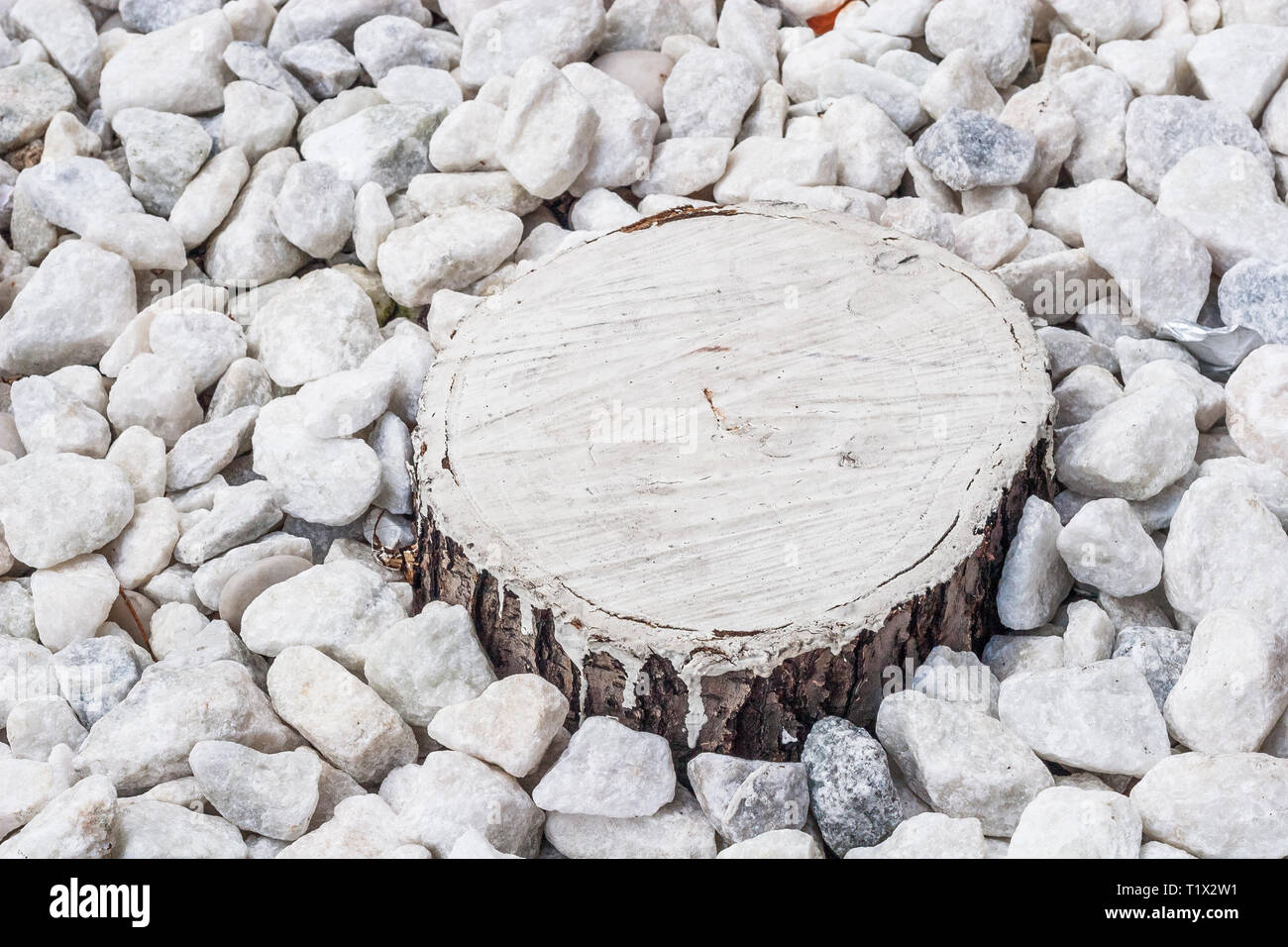 White oak tree slice hi-res stock photography and images - Alamy