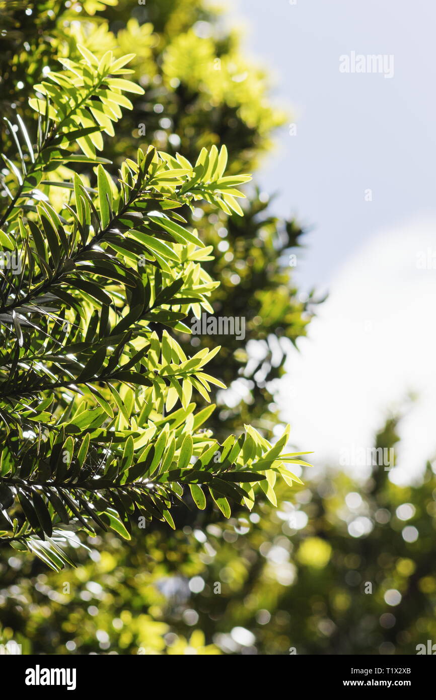 Closeup image of Totara tree leaves. Podocarpus totara is a species of ...