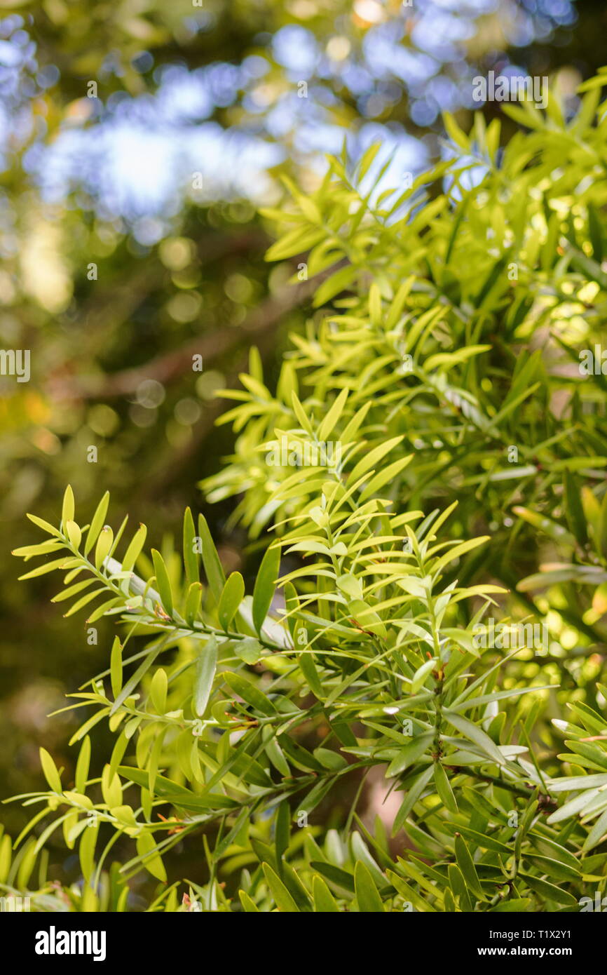 Closeup image of Totara tree leaves. Podocarpus totara is a species of ...