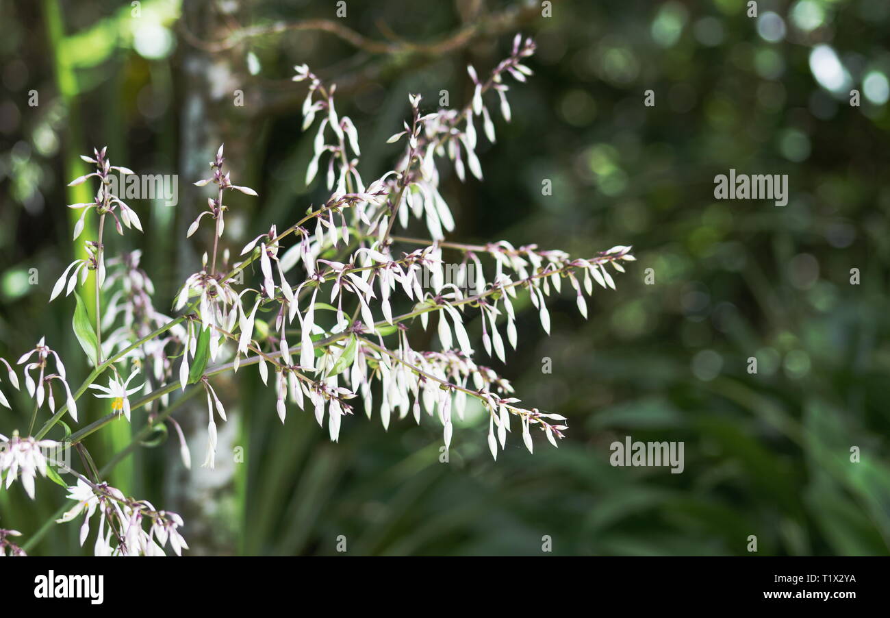 Closeup image of Arthropodium cirratum (rengarenga, renga lily, New ...