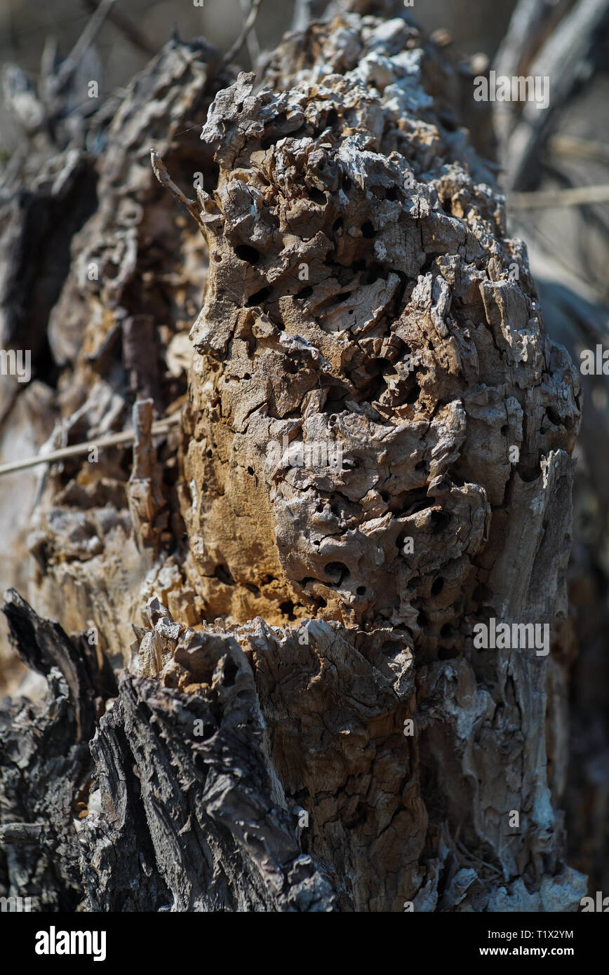 Stump Bark High Resolution Stock Photography and Images - Alamy