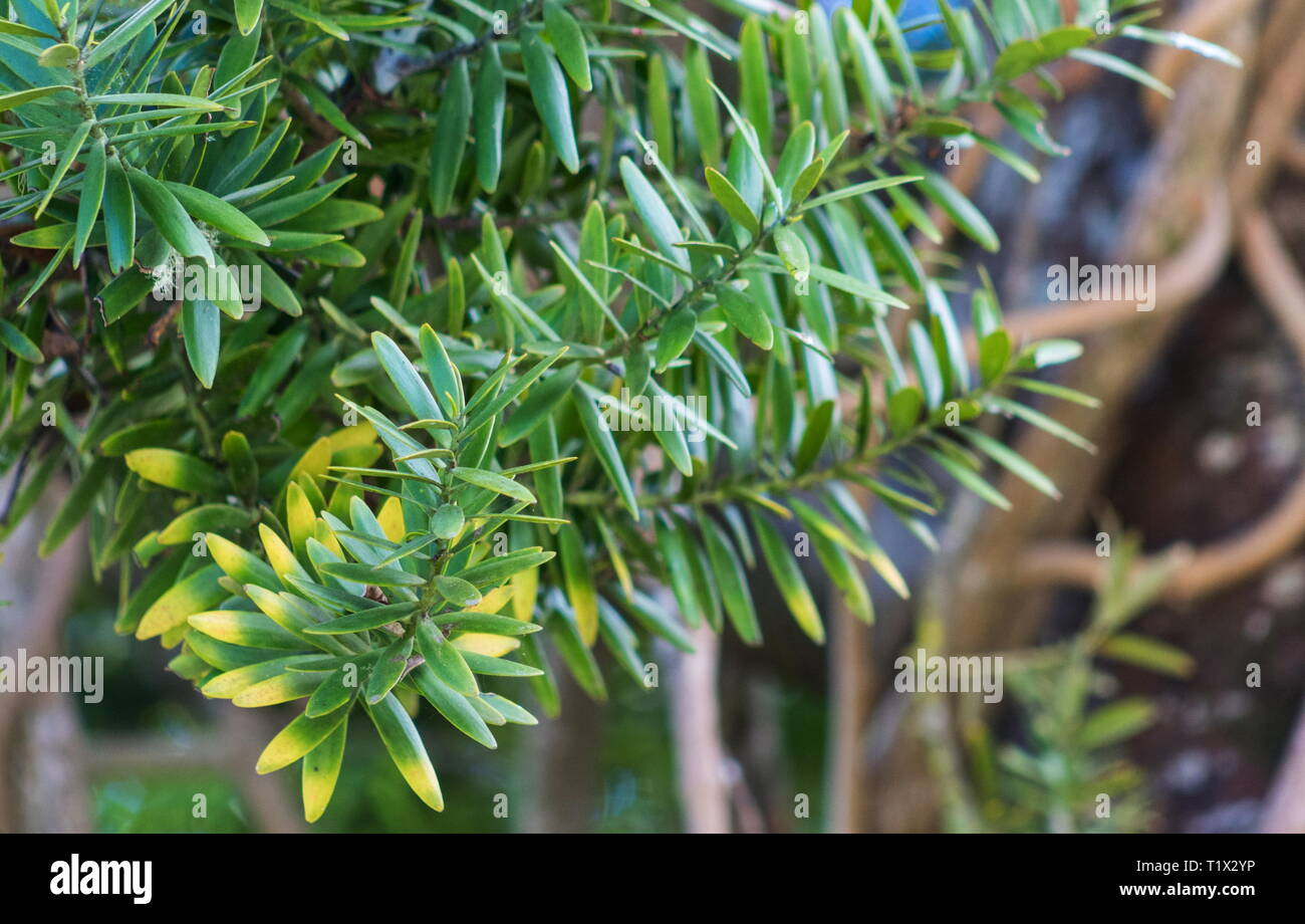Closeup image of Totara tree leaves. Podocarpus totara is a species of ...