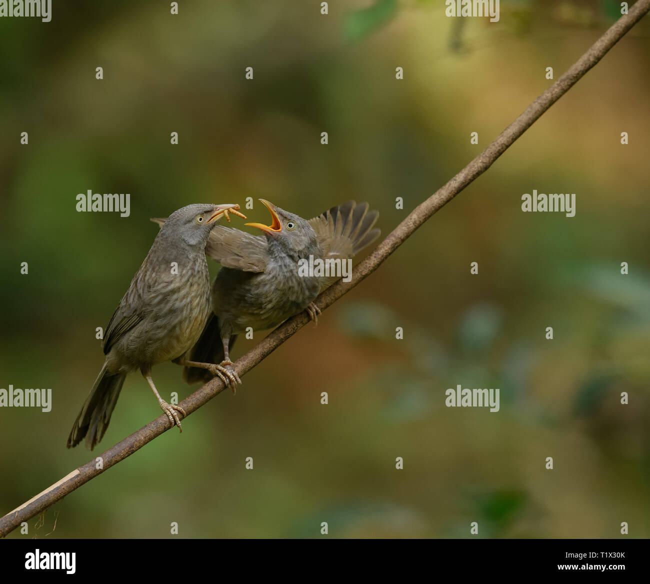 Jungle babbler babbler bird india indian turdoides striata hi-res stock ...