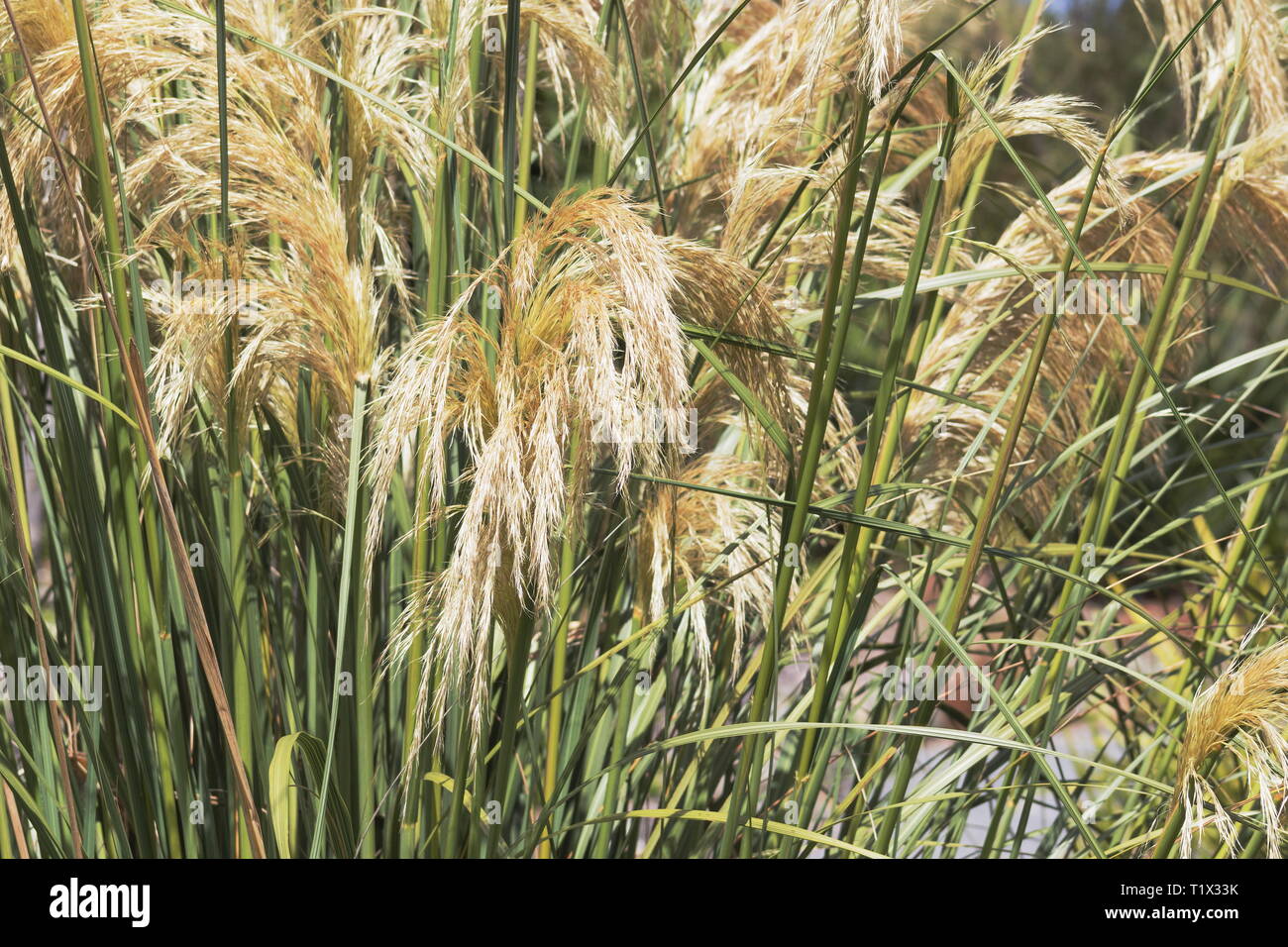 Closeup background image of Austroderia, a genus of tall grasses native ...