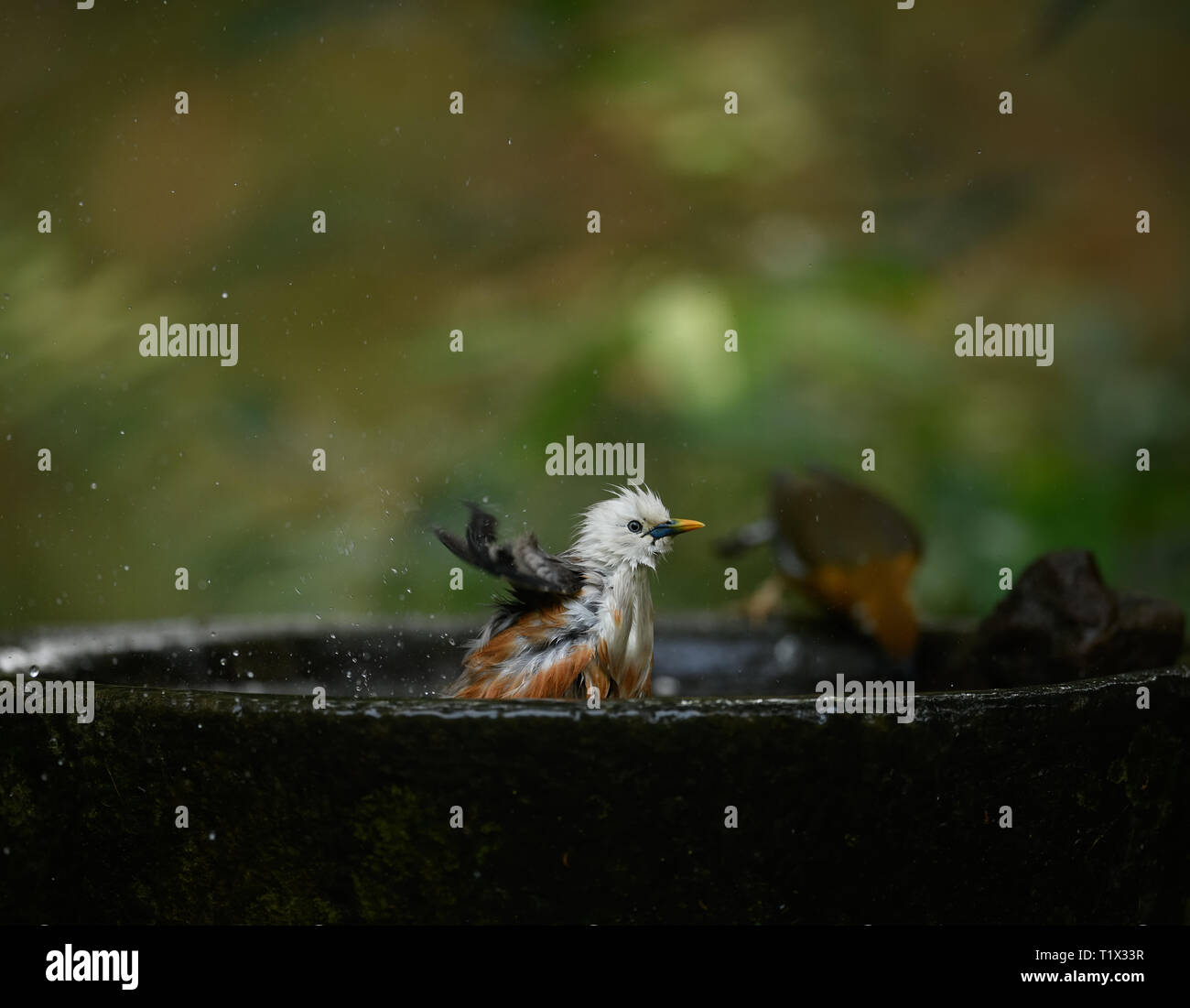 The chestnut-tailed starling or grey-headed myna is a member of the ...