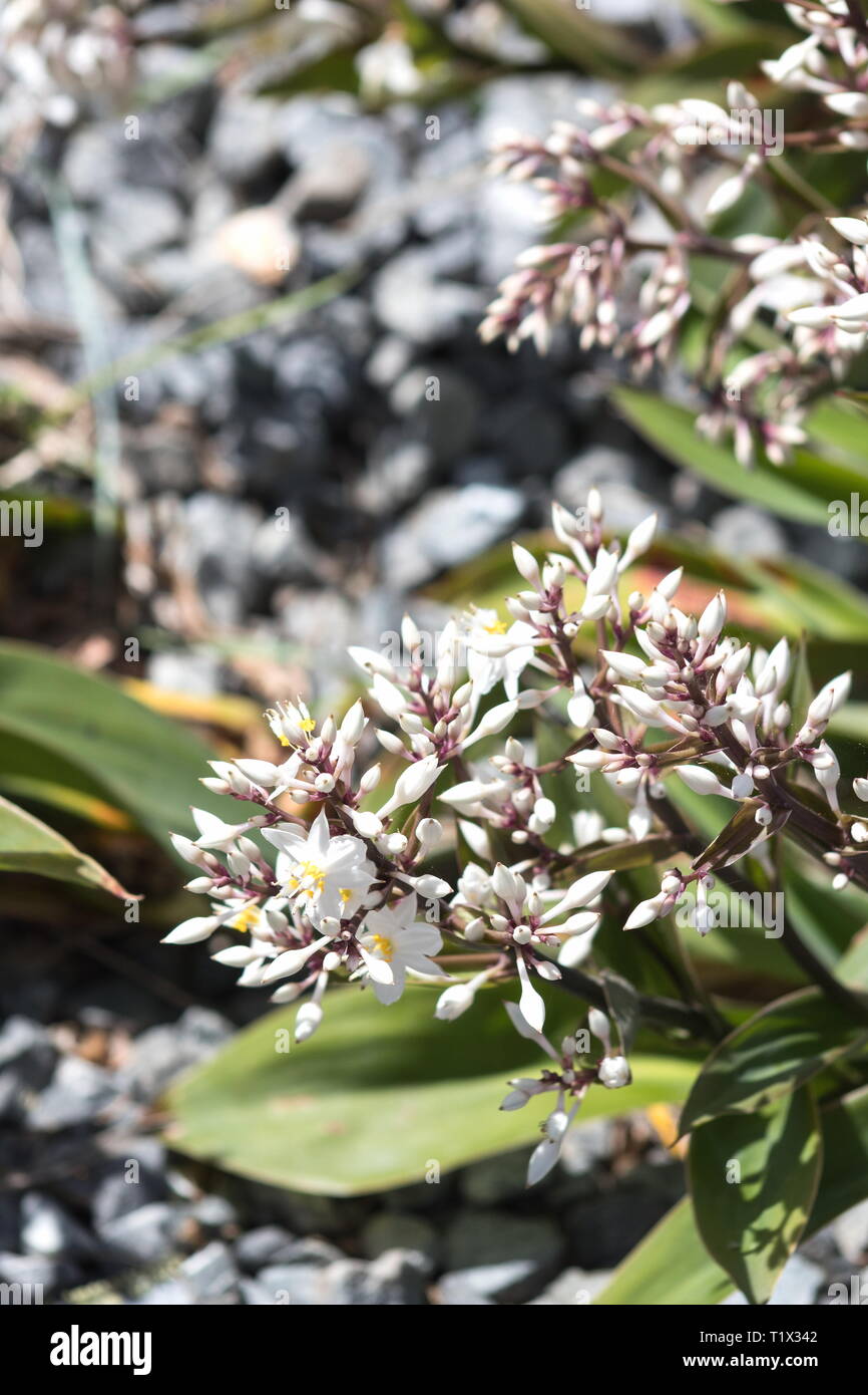 White lily flower new zealand hi-res stock photography and images - Alamy