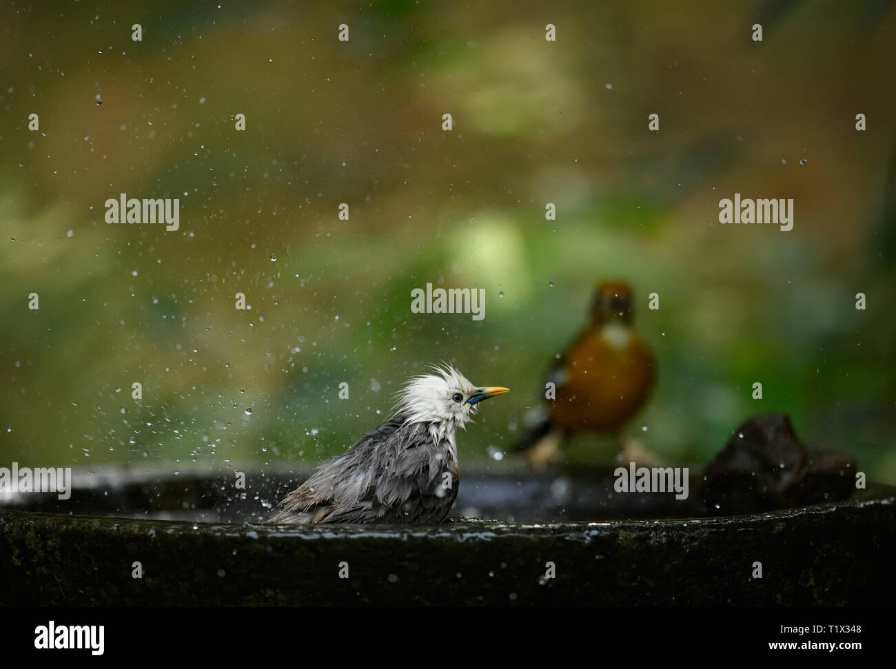 The chestnut-tailed starling or grey-headed myna is a member of the ...